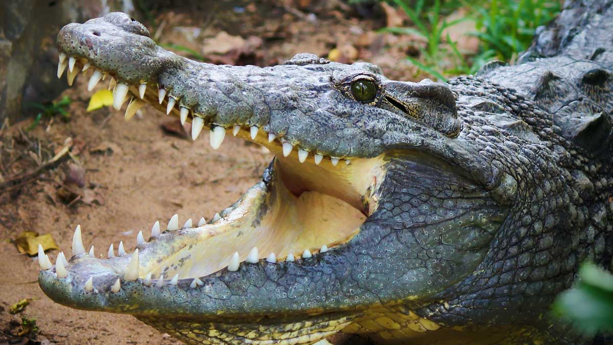 What's the Difference Between Crocodiles and Alligators? What's the Difference Between Crocodiles and Alligators?