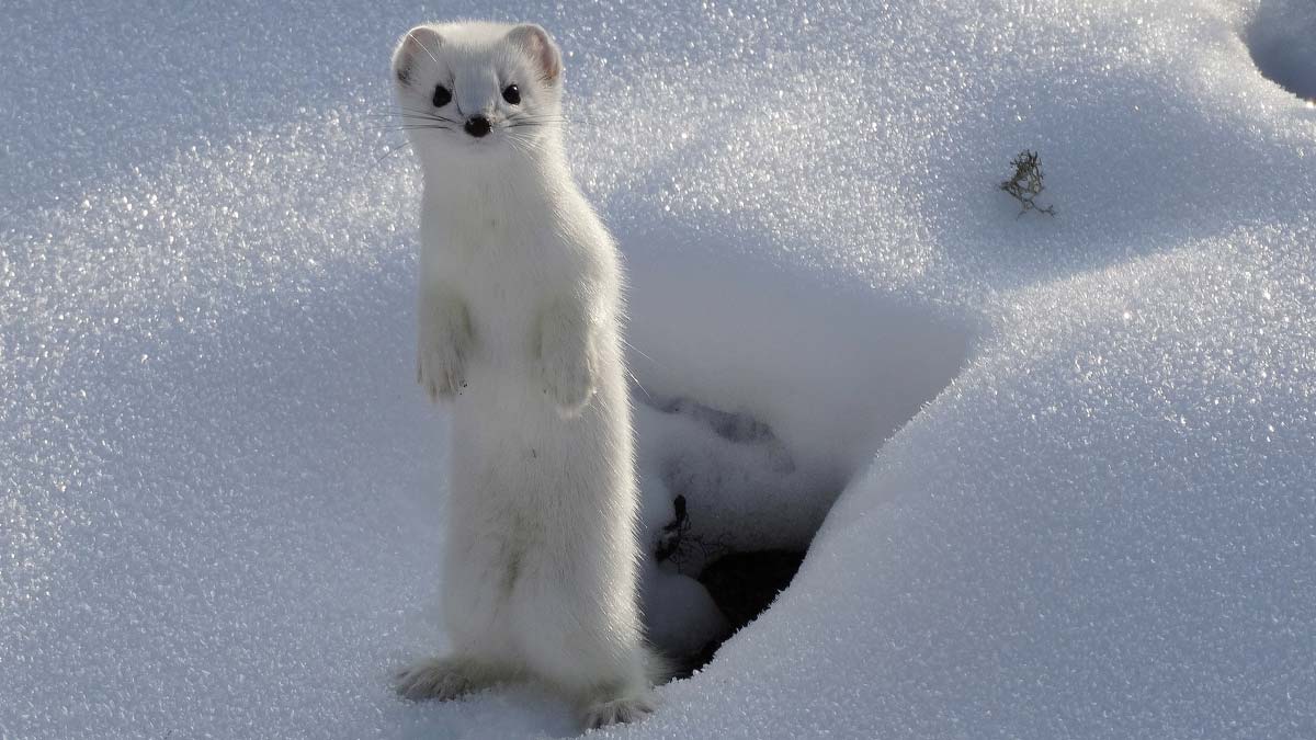 Arctic Ermine