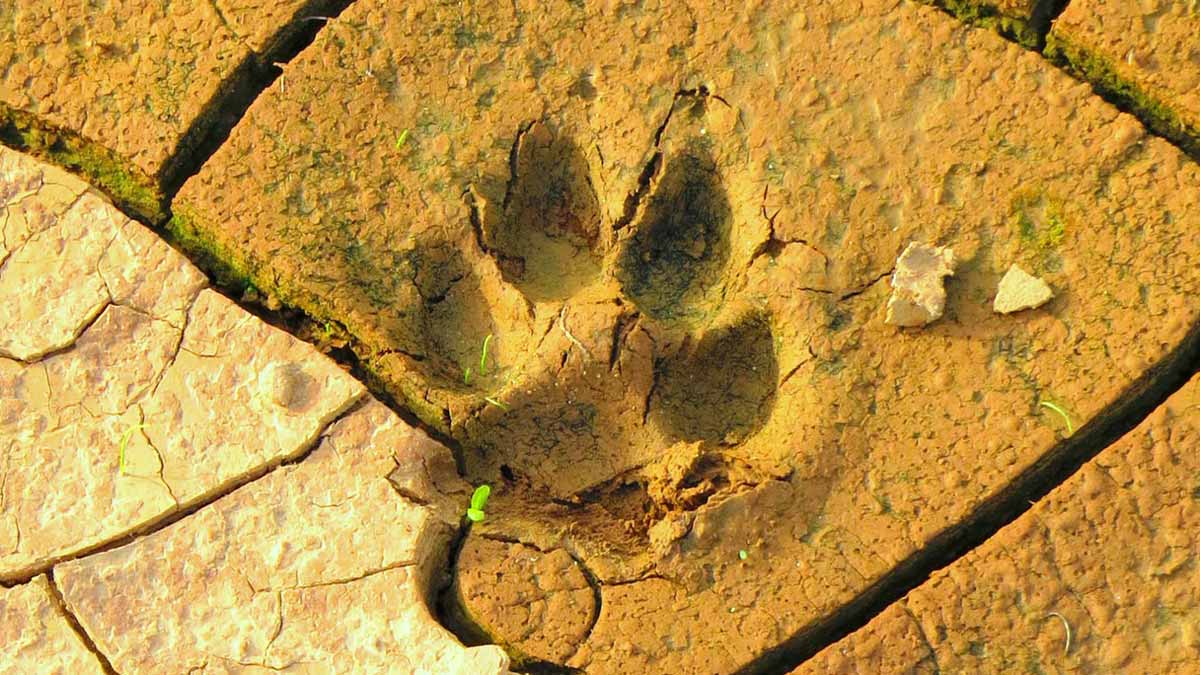 Identifying Animal Tracks in the Wild