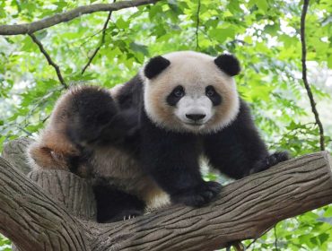 How to Stop External Bleeding in the Wilderness